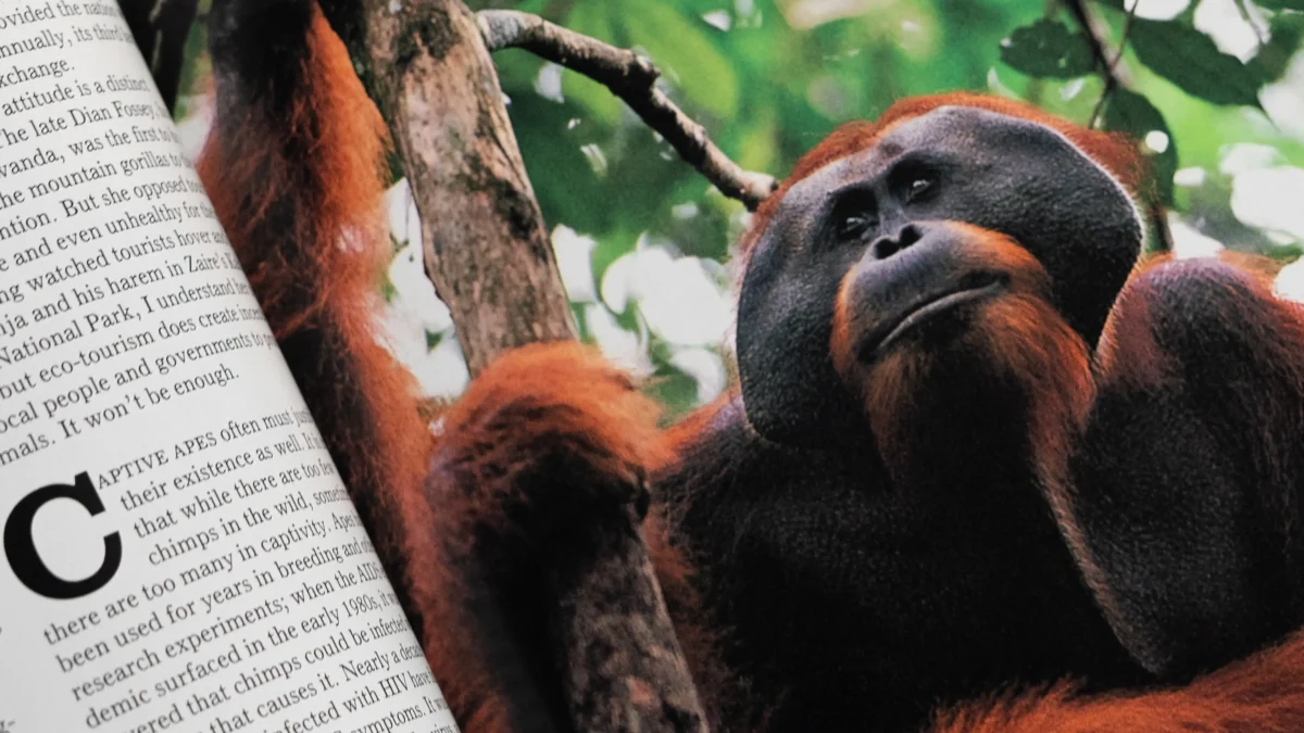 Apes and Humans National Geographic 1992 – Retro Hunts