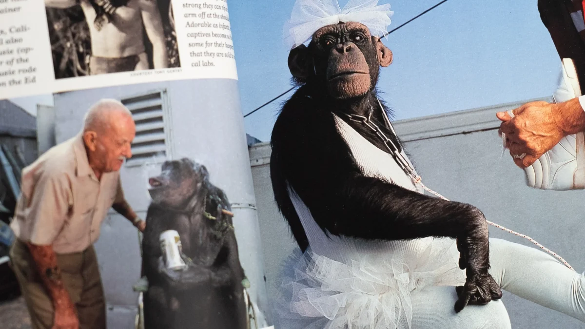 Apes and Humans National Geographic 1992 – Retro Hunts