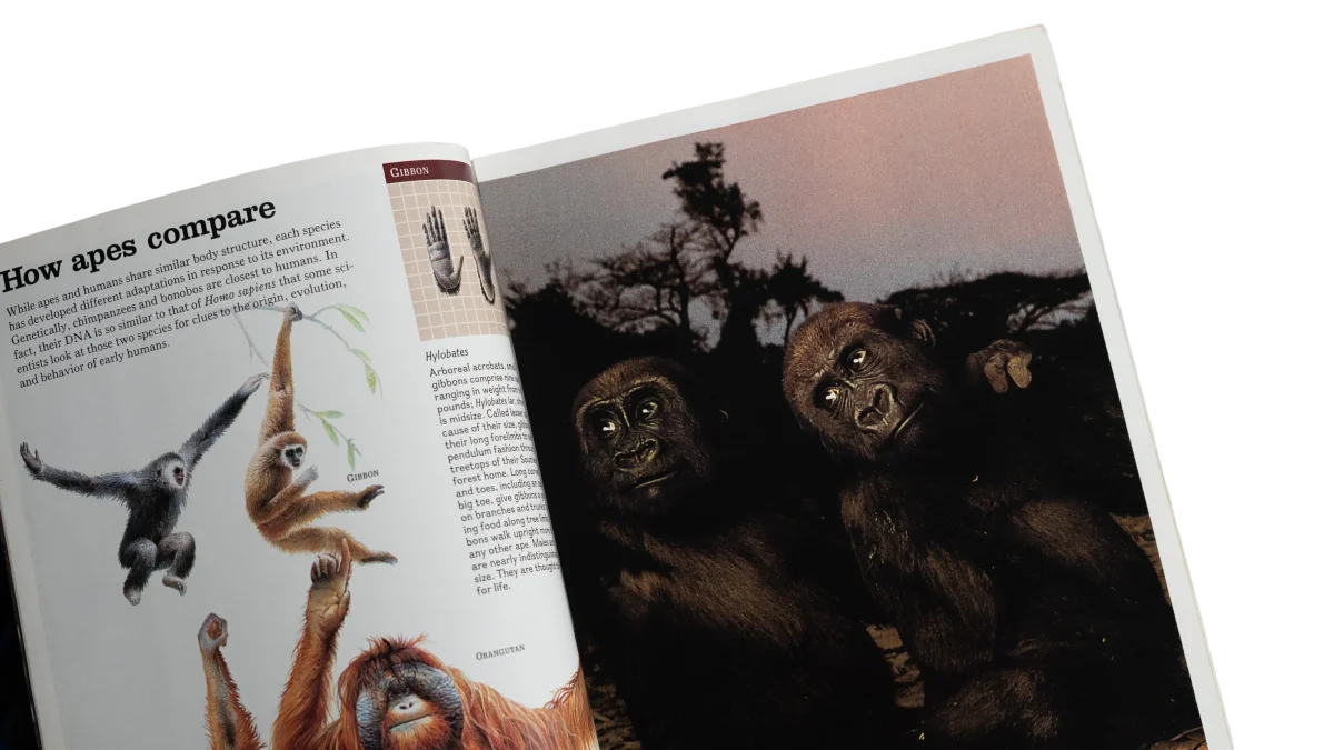 Apes and Humans National Geographic 1992 – Retro Hunts